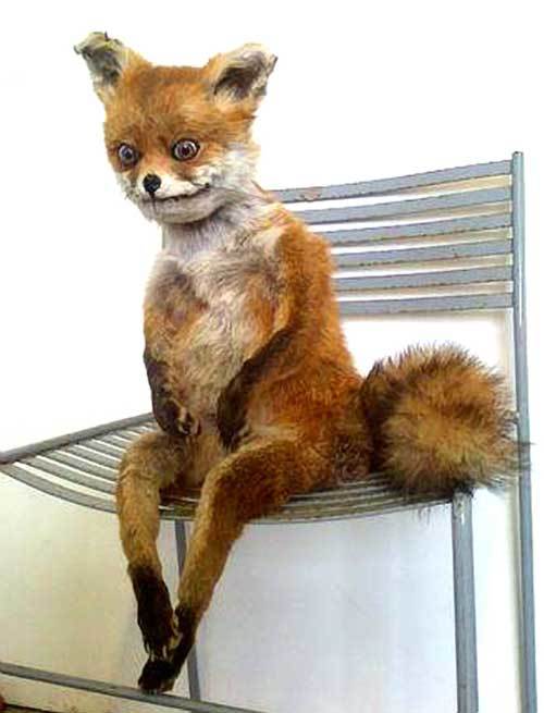 30 Pictures of Creepy Taxidermy That Will Make You Go WTF :: FOOYOH ...