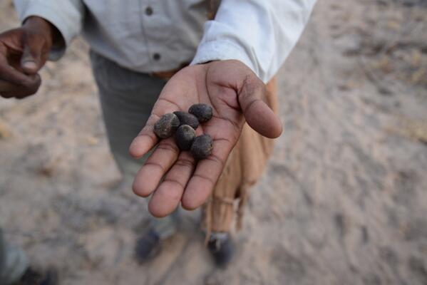 At Disney, You Can Now Eat Edible Poop :: FOOYOH ENTERTAINMENT